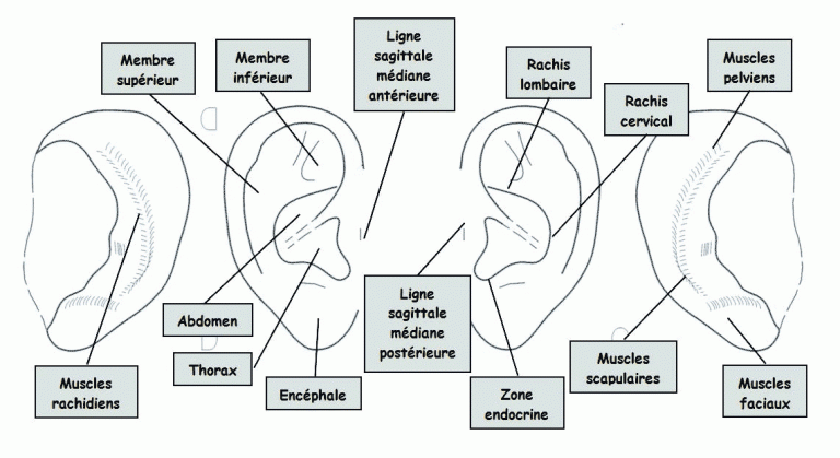 Fiche synthétique sur l’auriculothérapie – ICAMAR